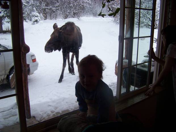 A Mountainous Journey: Moose!