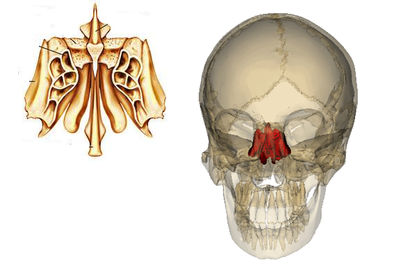 Morfofunción: Cabeza y cuello: Etmoides