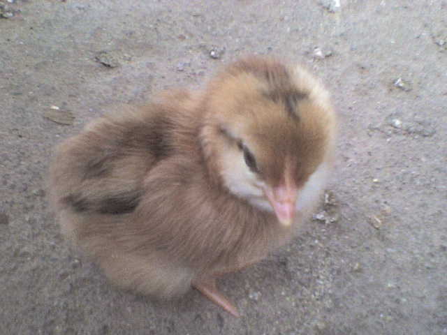 Pintinho Caipira: Pintinhos - Aves - GRANJA NAVARRO