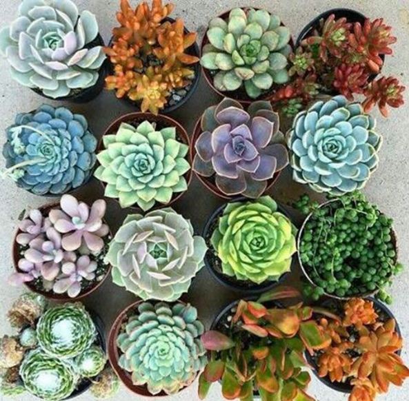 Pengertian Sukulen dan Semua Jenisnya Disertakan Gambar - Agantazoa