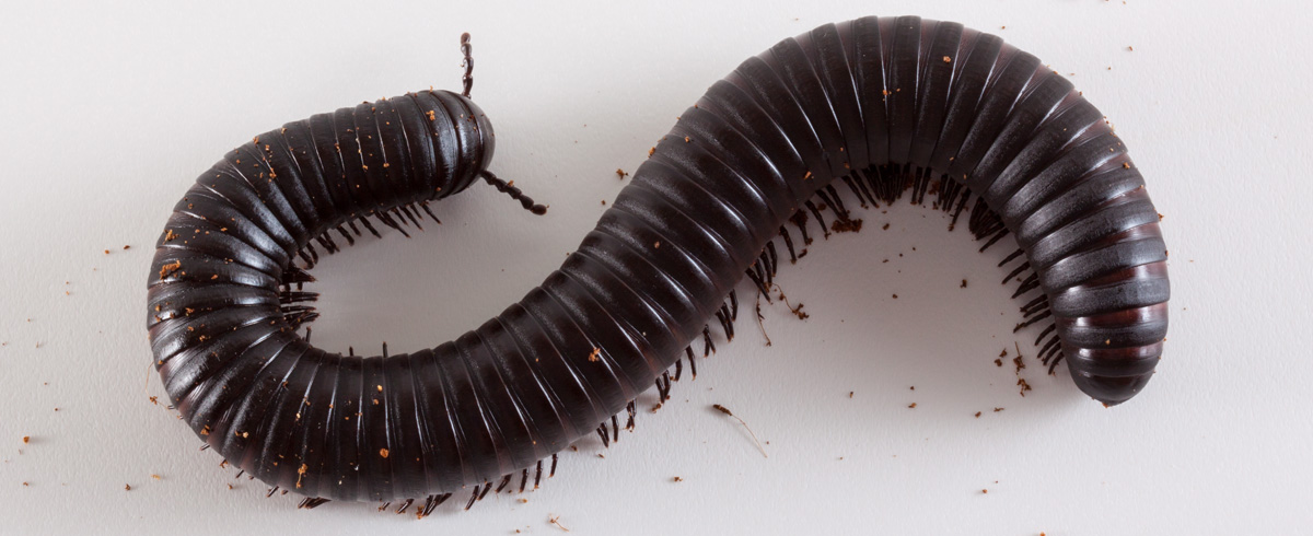 Say it Loud, Say it Clear: Are You A Chongololo?