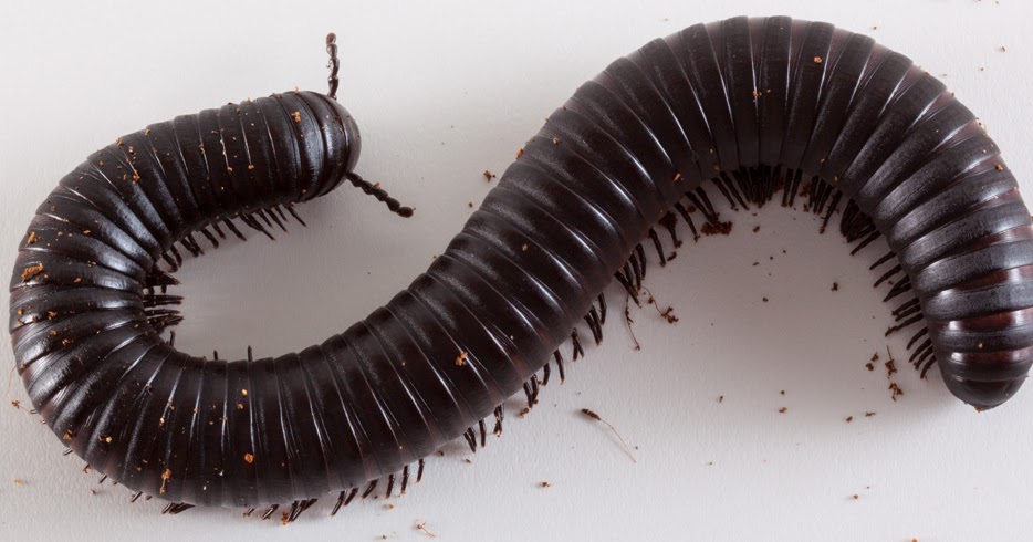 Say it Loud, Say it Clear: Are You A Chongololo?