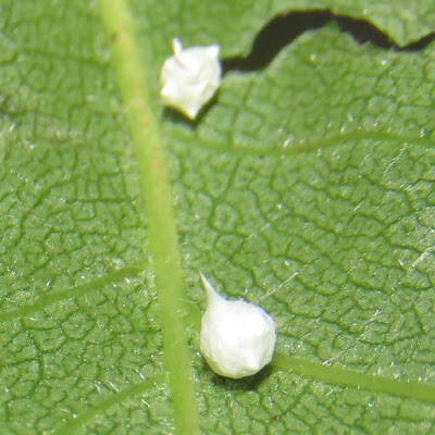 BugBlog: Sputnik spider and egg sacs