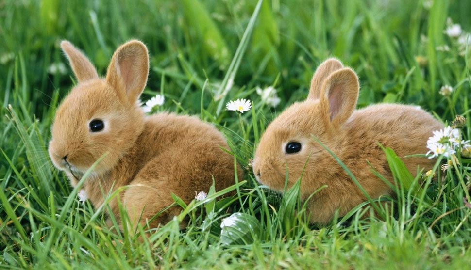 Os 10 animais mais fofos do mundo | Maliária