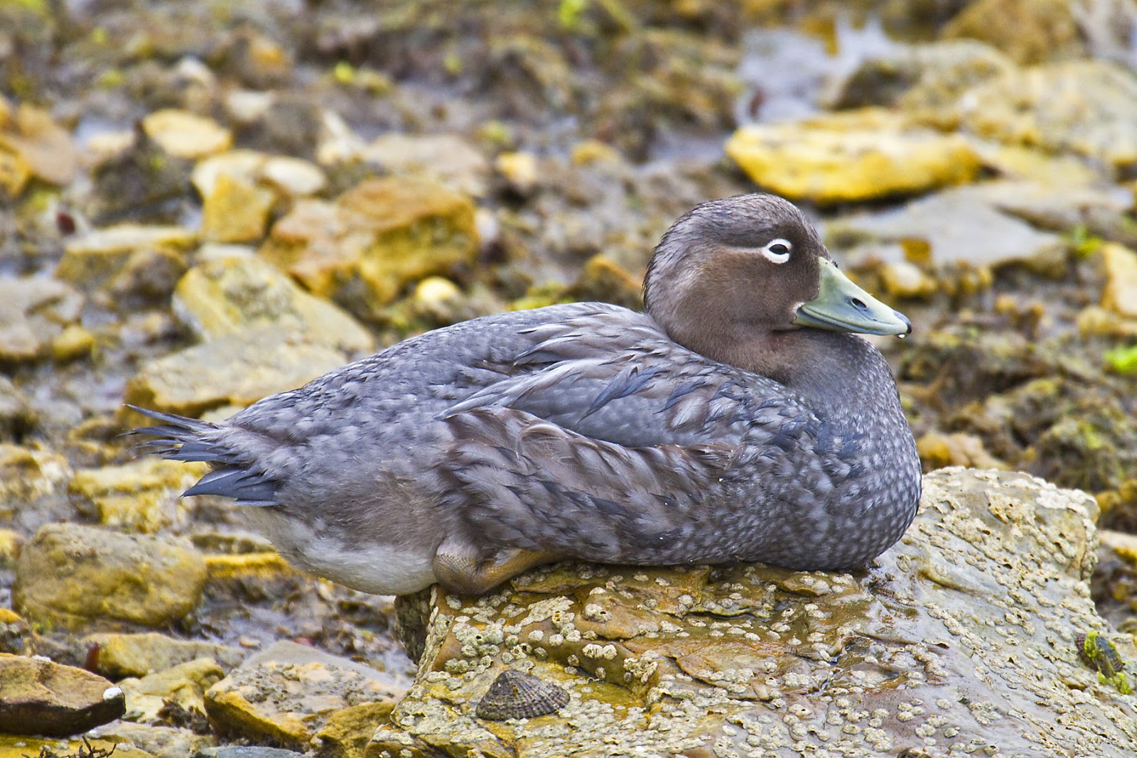 Antarctica & South America: A Day in the Falklands, Falklands Steamer Duck