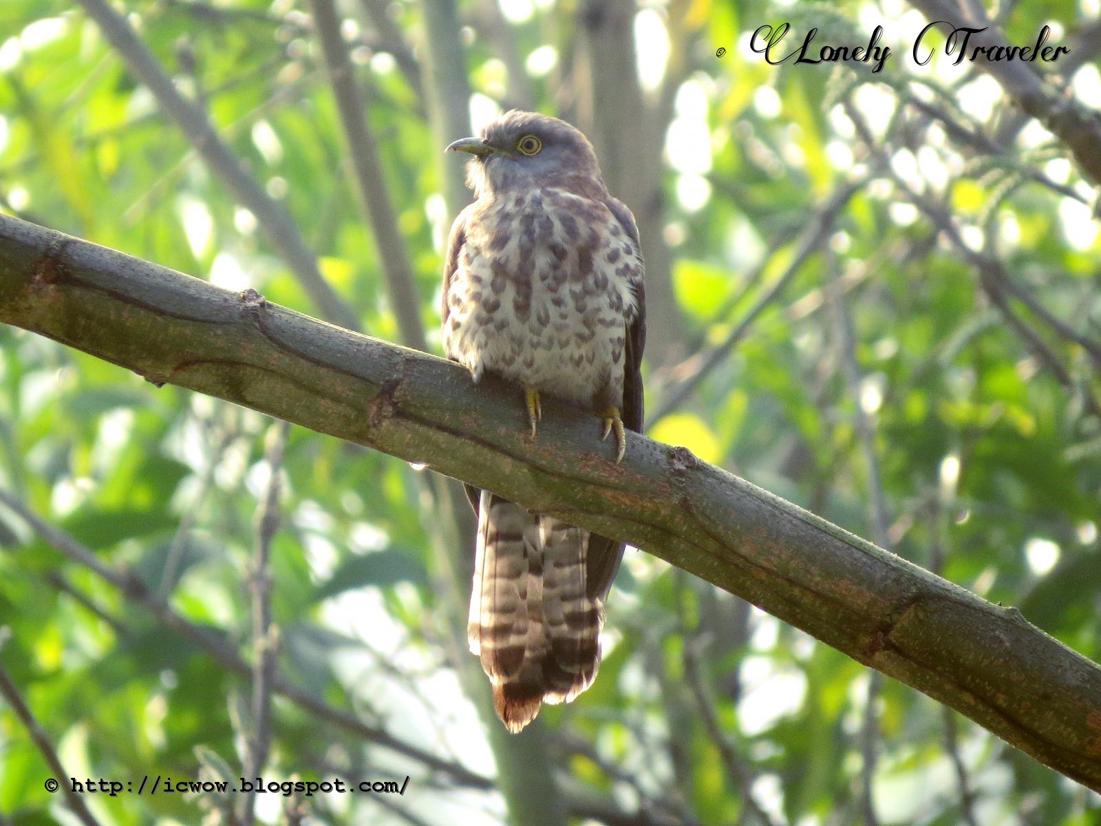 Common hawk-cuckoo - Hierococcyx varius