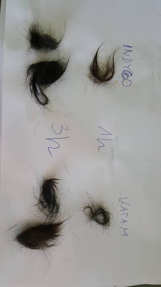 Co wiem o katam (Buxus Dioica). Testy na wlosach.