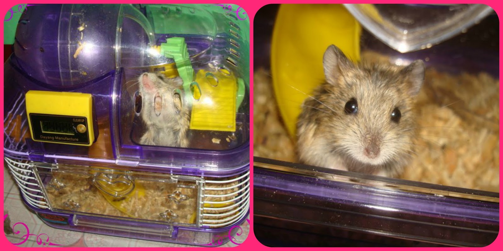 sanity...(fades): HAMLET, my adorable Syrian hamster