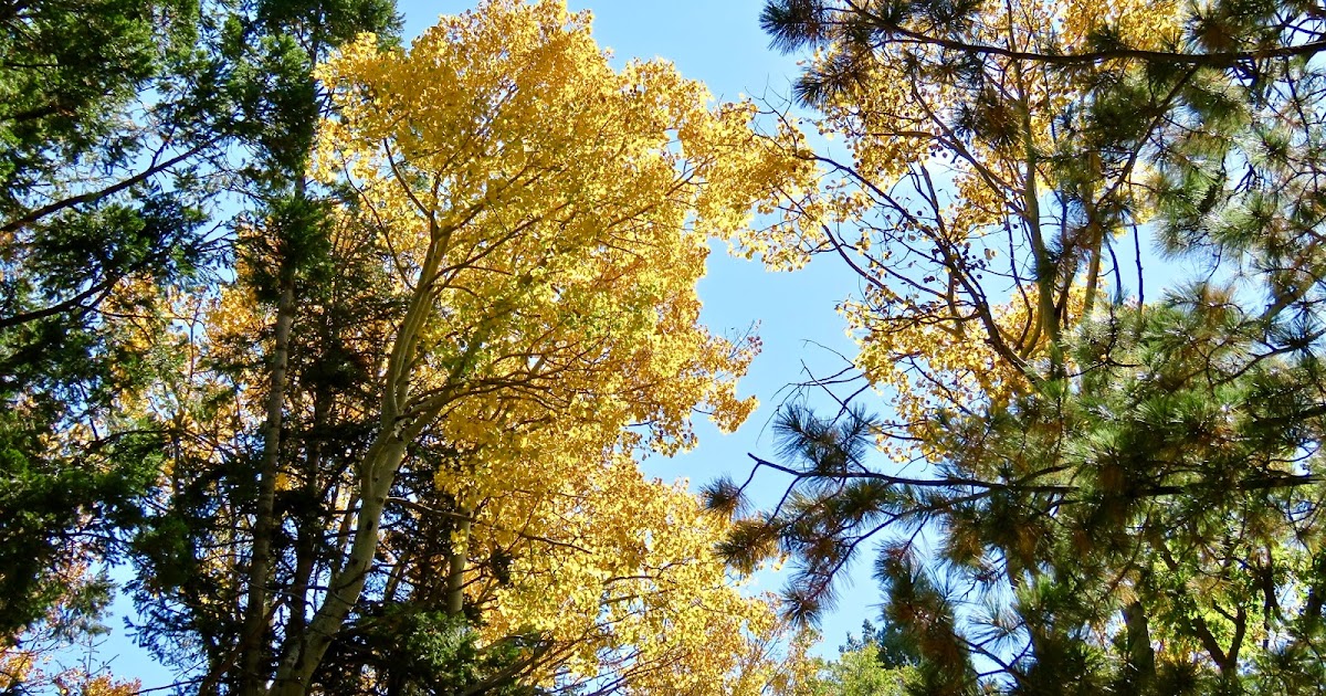 Babs' Birding Experiences : Pinal Mountains, Gila County, AZ