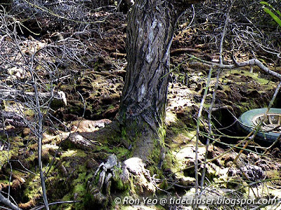 tHE tiDE cHAsER: Teruntum Merah (Lumnitzera littorea)