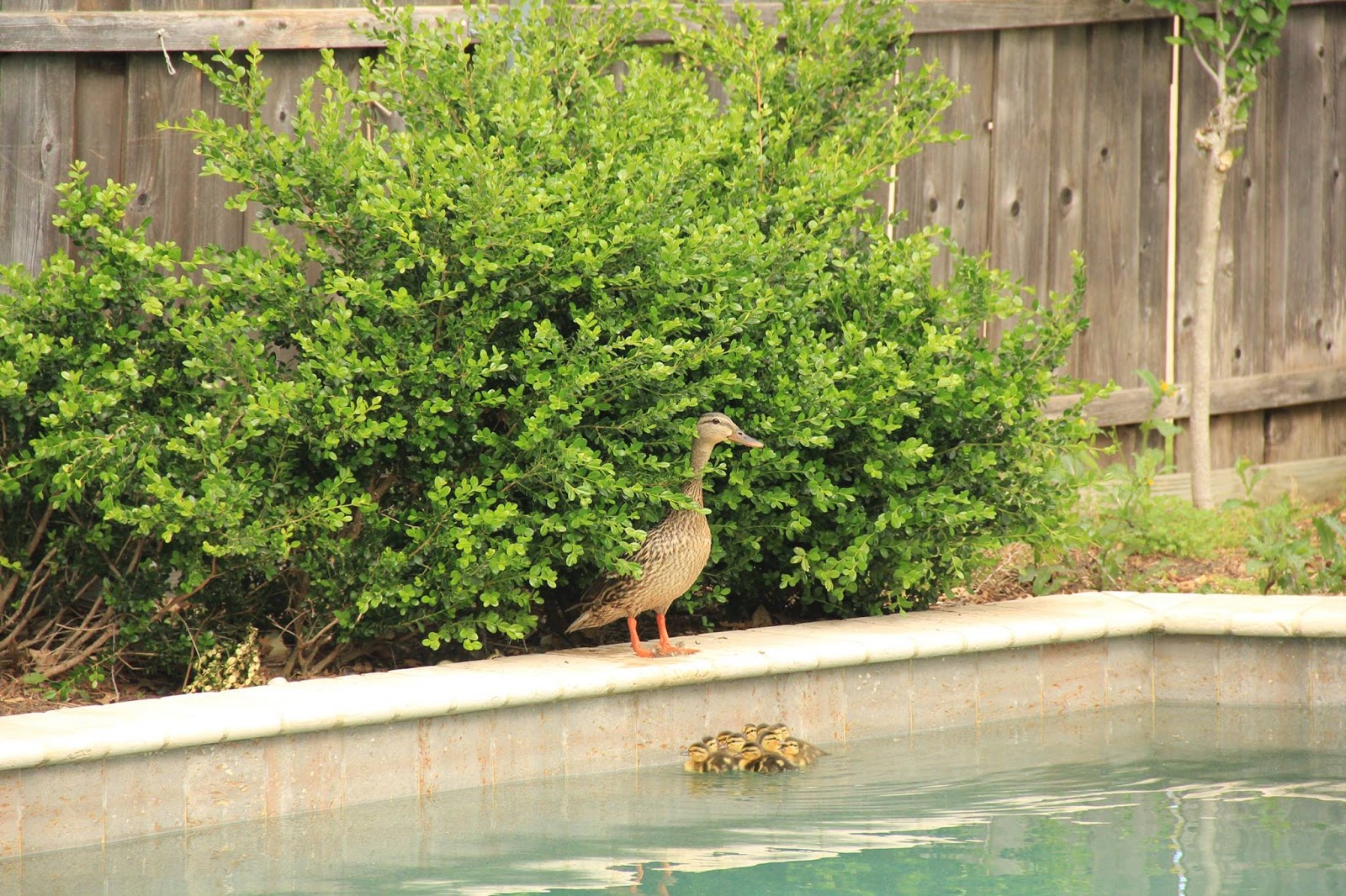Ornate Splendor: Spring visit from the Ducks