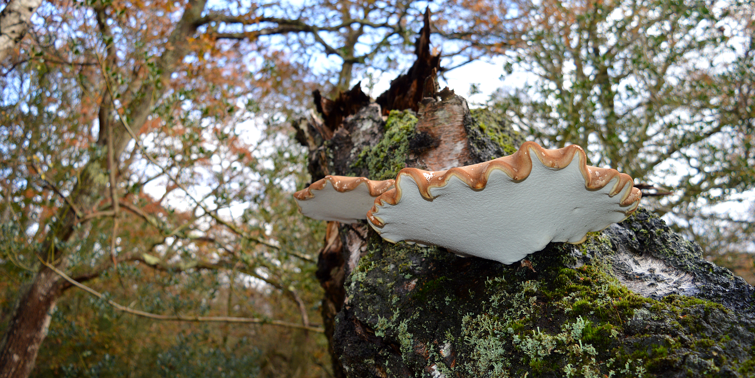 IF YOU GO DOWN TO THE WOODS TODAY....: Giant tree Clams