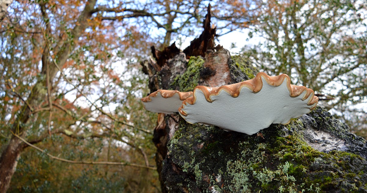 IF YOU GO DOWN TO THE WOODS TODAY....: Giant tree Clams