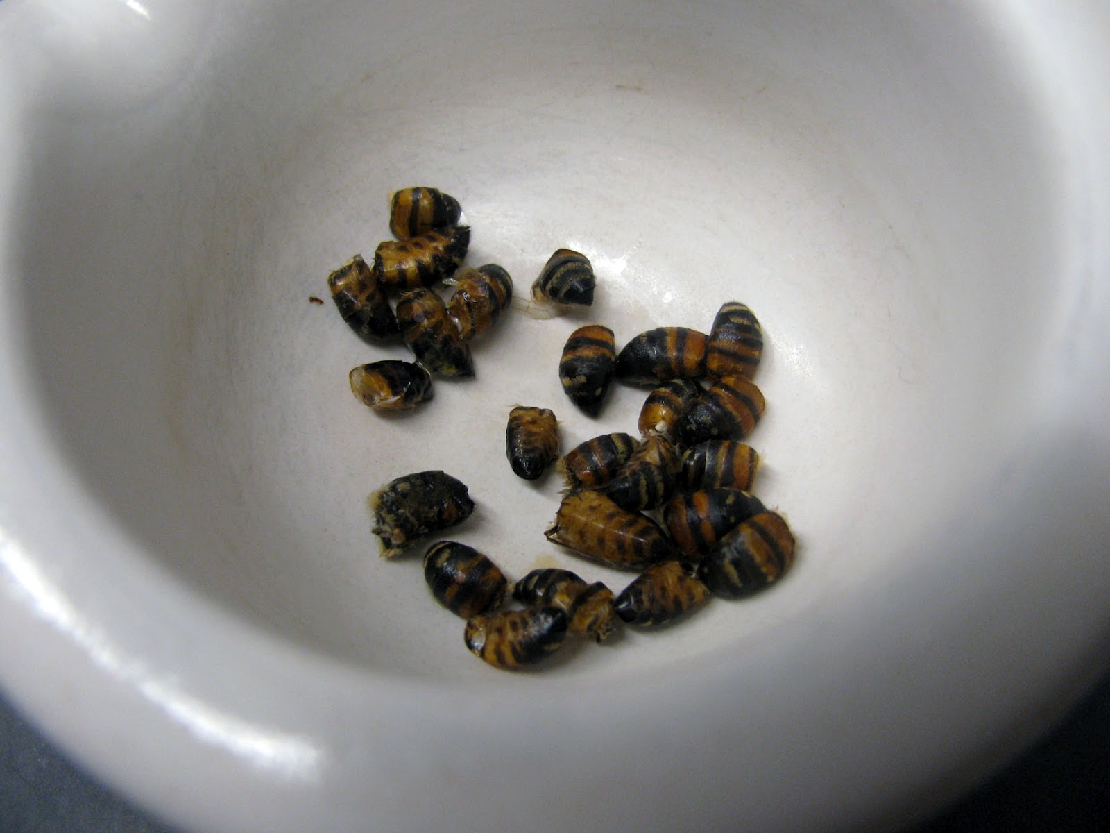 Honeybee Reverie: The OSU Honey Bee Lab