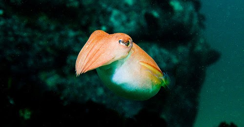Inkfish: Baby Cuttlefish Are Cute, Colorblind Killers