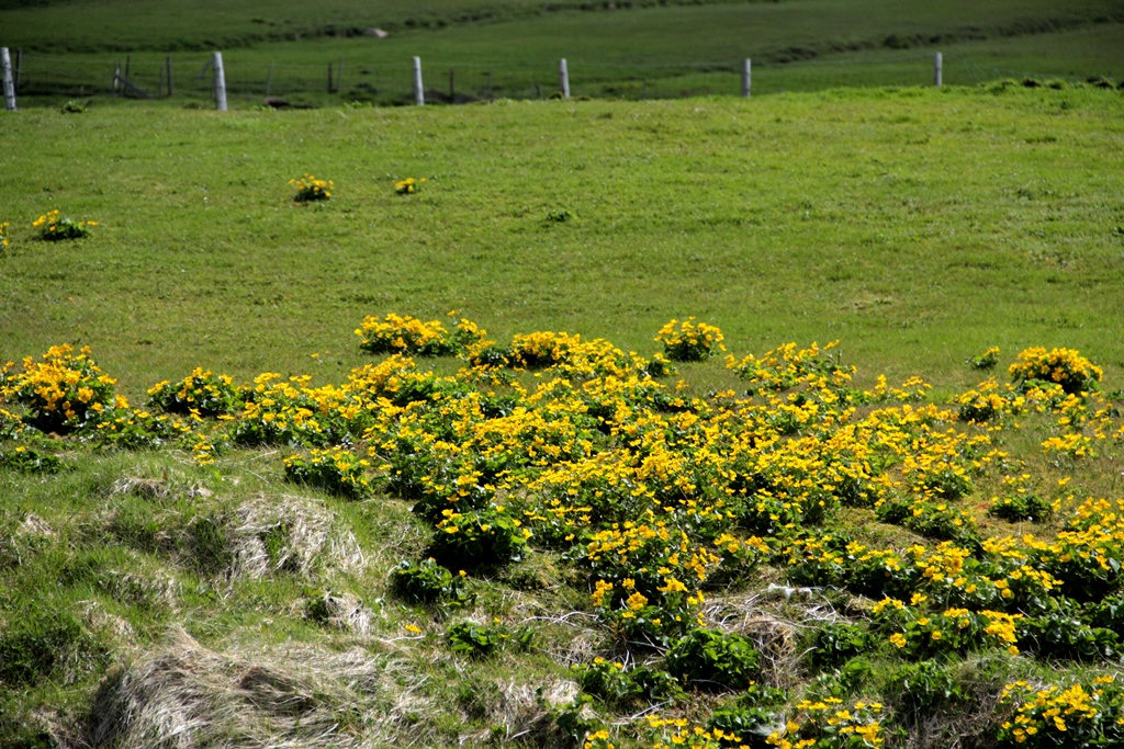 Sóljur og rustur í høvuðsstaðarkommununi