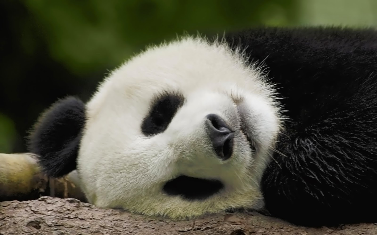 Le paradis des pandas: Présentation