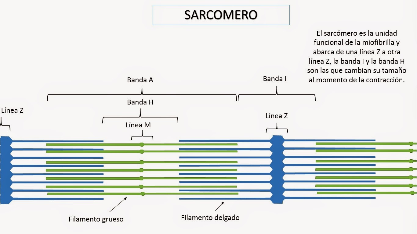 Fisiologia humana: Sarcomero: Teoría del filamento deslizante