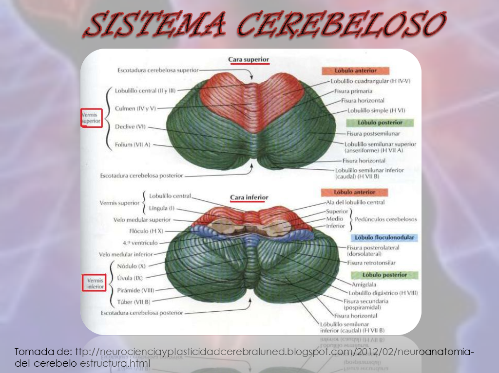 Neurofisiología: Sistema Piramidal