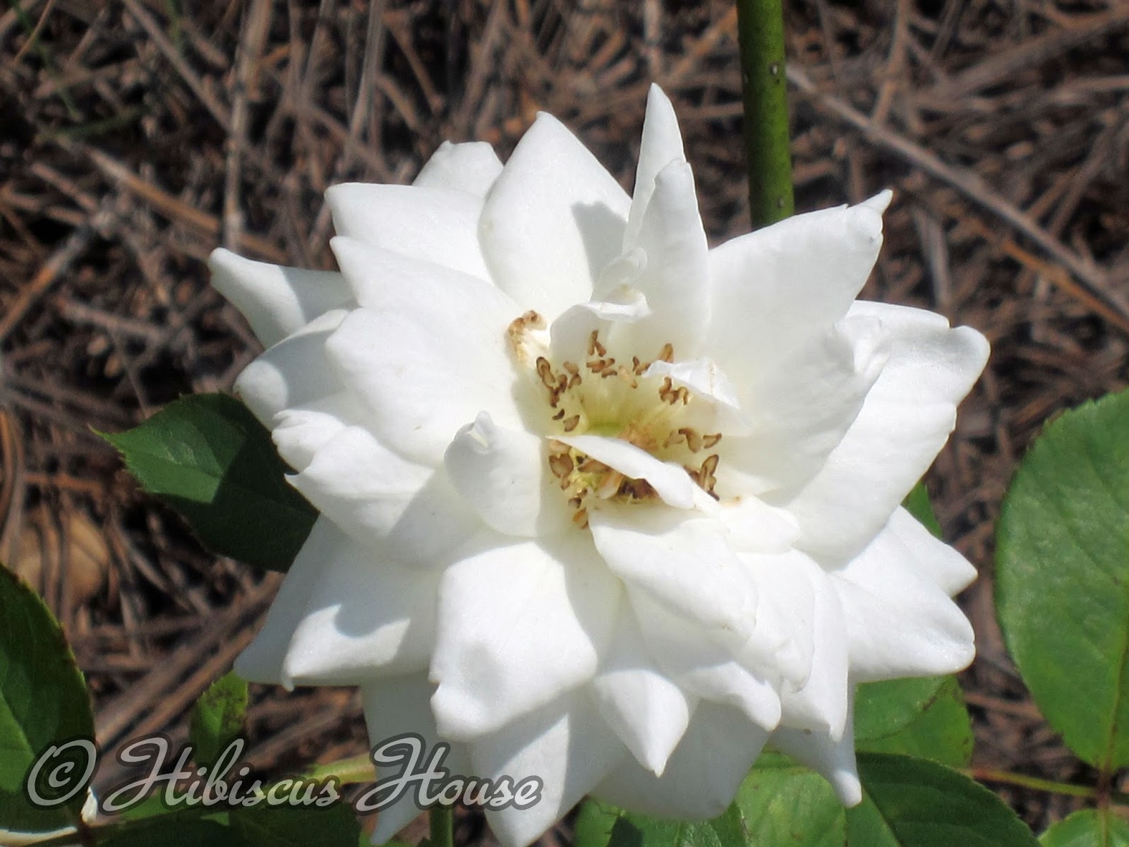 Hibiscus House: David Austin and Other Roses