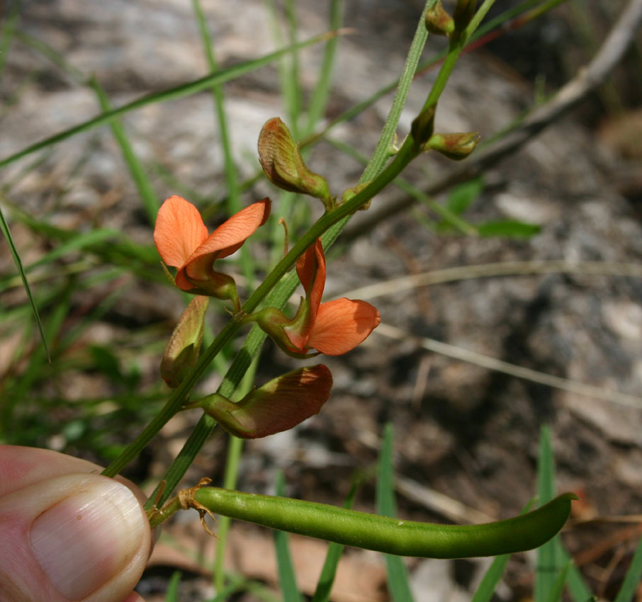 Toowoomba Plants: Fire Pea