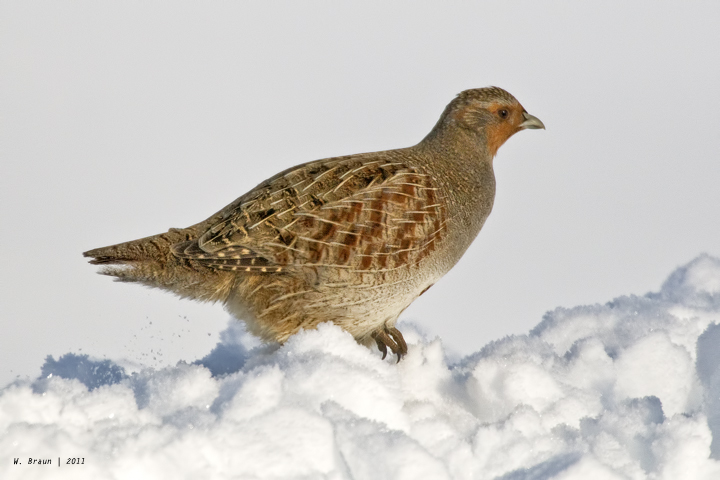 For the birds: Partridges in a stubble field