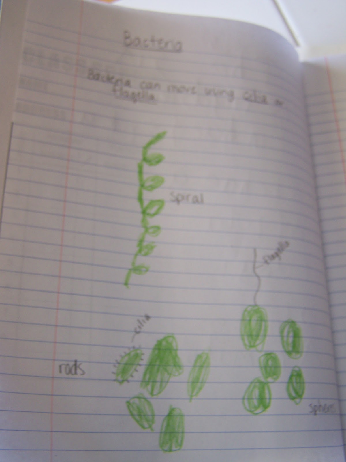 Walnut Hill Homeschool: Learning about the Six Kingdoms of Life Walnut Hill Homeschool: Learning about the Six Kingdoms of Life
