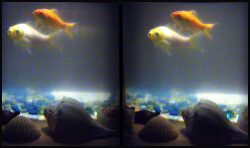 Don Schaeffer's Photos and Art: Goldfish in 3D: Holga 3D Lens on a ...