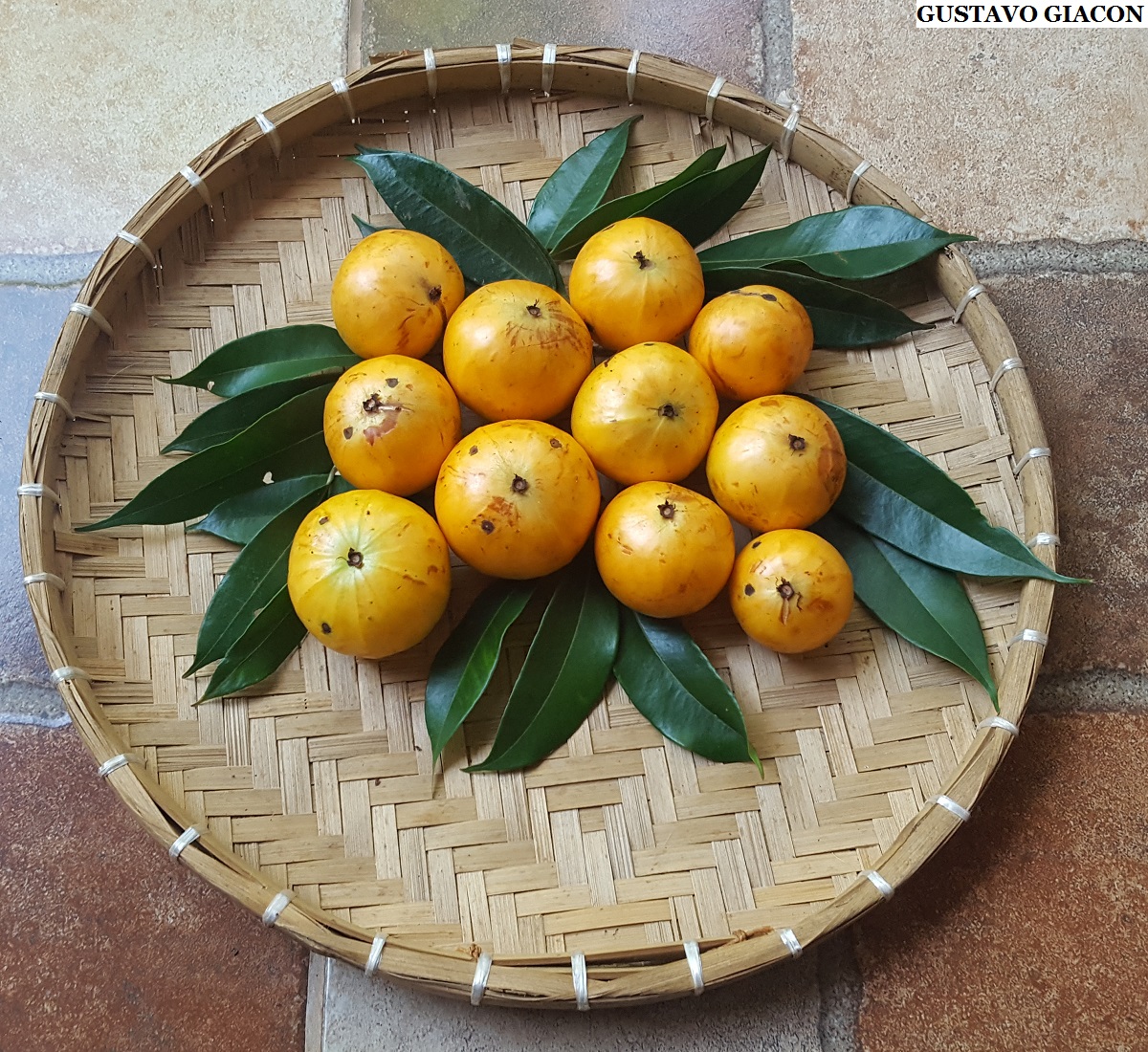 Viveiro Ciprest - Plantas Nativas e Exóticas: Cambucá ( Plinia edulis )
