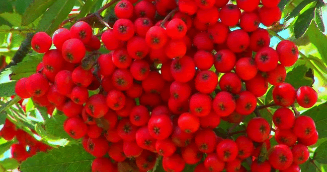 🕊 GIF`s - IMAGINATIA IN MISCARE: GIFURI FRUCTE