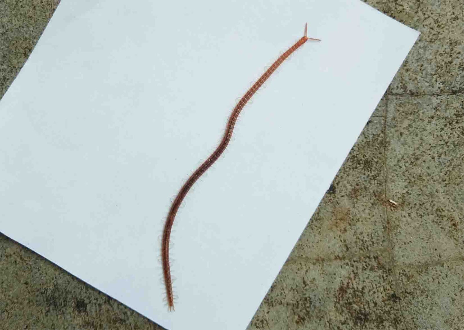 Apa itu Lenyai (Leunyai, Reno, Rena, Lena), Hewan Berdarah Hijau ...