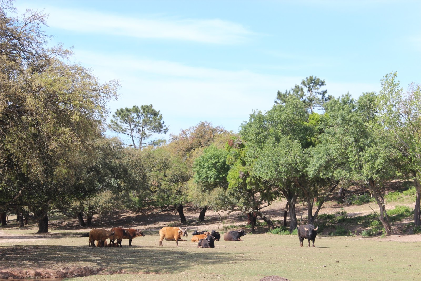 abc Travel: BADOCA SAFARI PARK