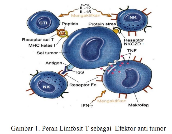 BIOLOGI GONZAGA: UJIAN KELAS 2 SEMESTER 2