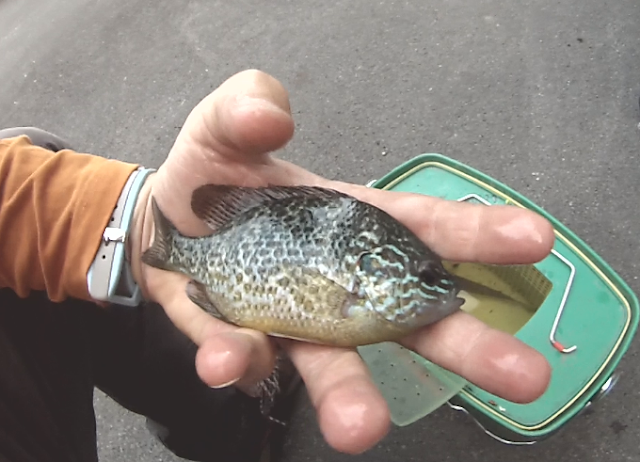 Crapet-soleil d'Amérique du Nord