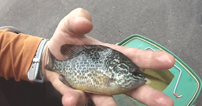 Crapet-soleil d'Amérique du Nord