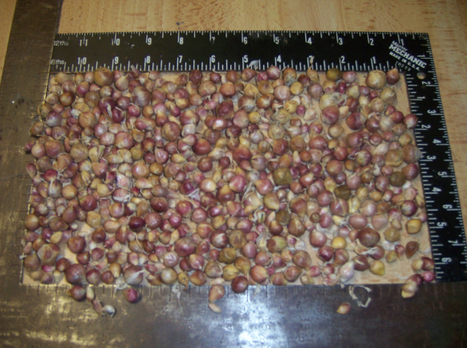 From Seed to Scrumptious: Garlic Bulblets