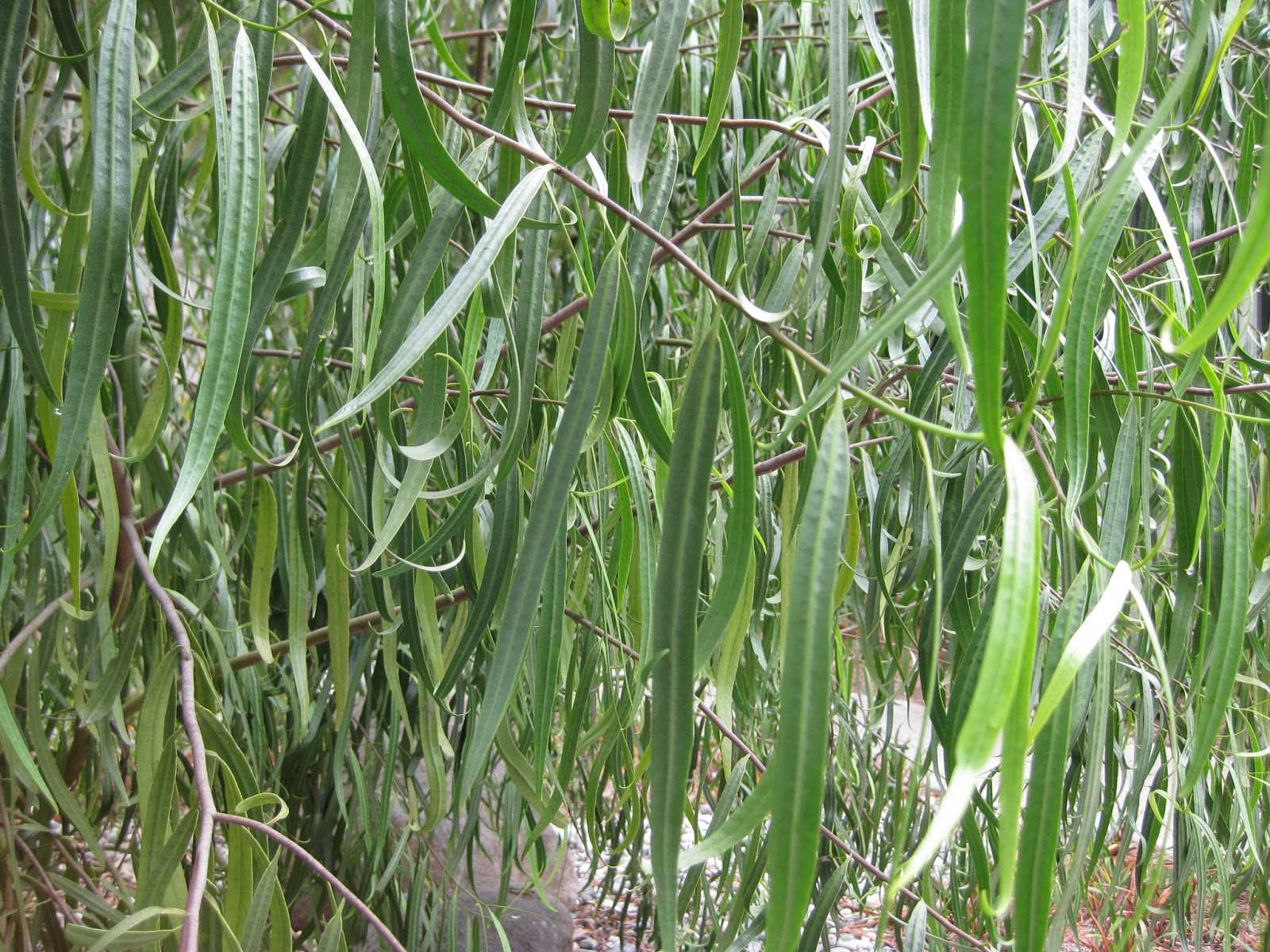 Trees of Santa Cruz County: Geijera parviflora - Australian Willow
