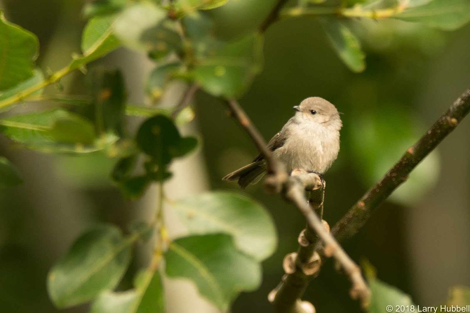 Union Bay Watch : A Bushtit Mystery