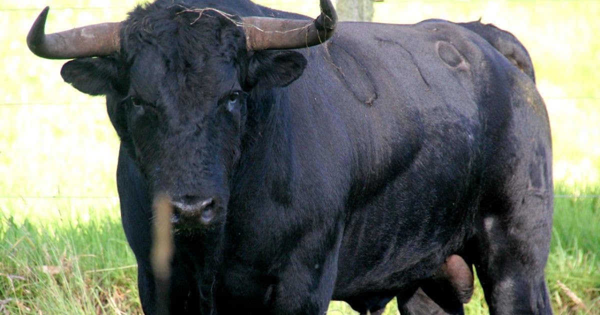 elrinconsito879: La verdad sobre los toros y el color rojo.