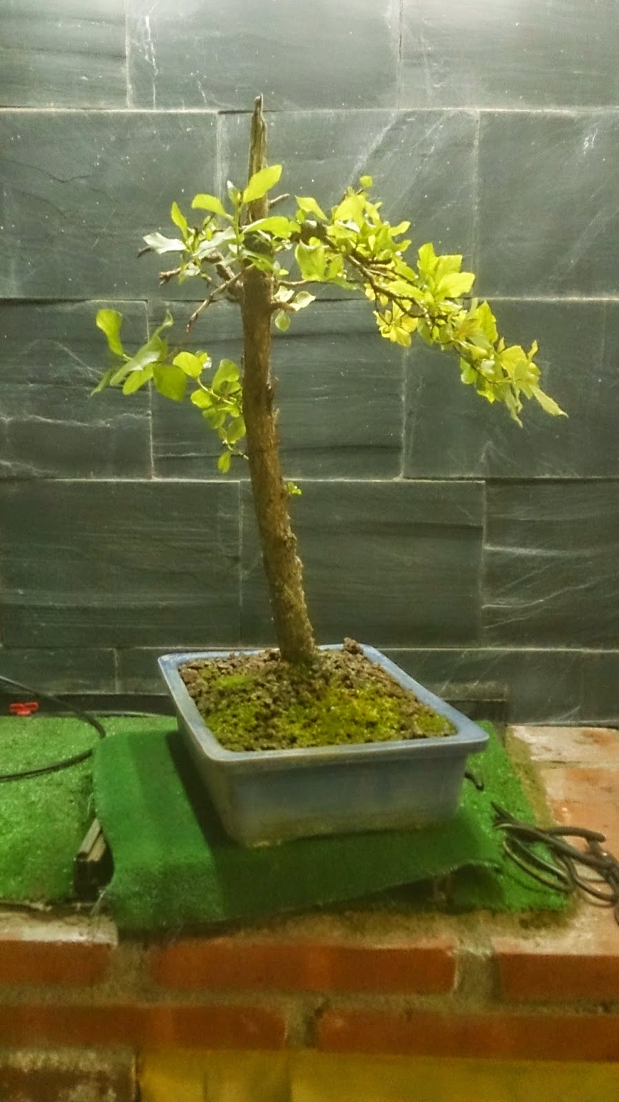 EXPRÉSION BONSÁI .....: Nº 51 Álamo negro, Chopo Negro - Populus nigra