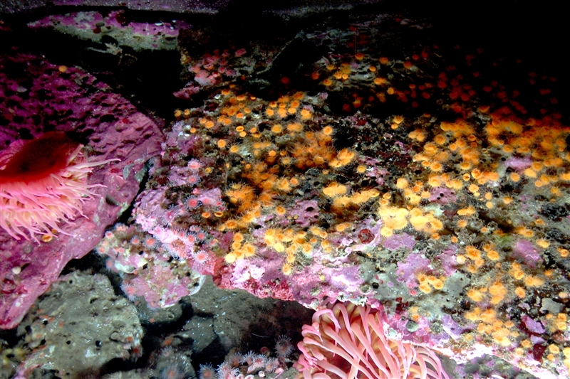 Capadia Designs: Aquarium Photo Inspiration