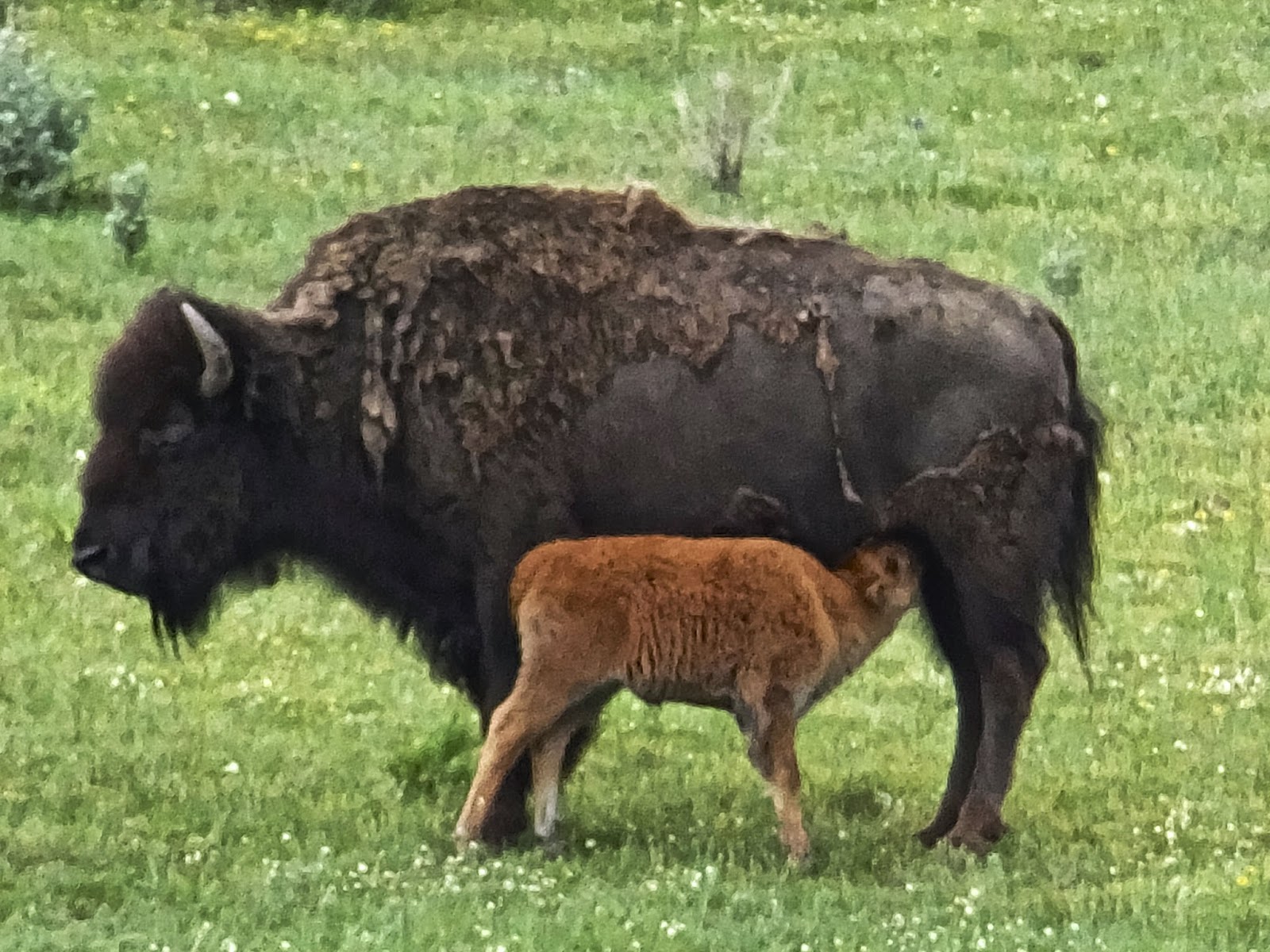 Merry@Syracuse: Yellowstone: Baby Bison Chase, Rest and Eat