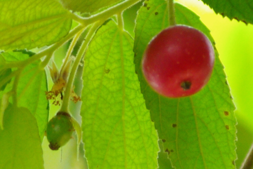 noel autor: October 2015