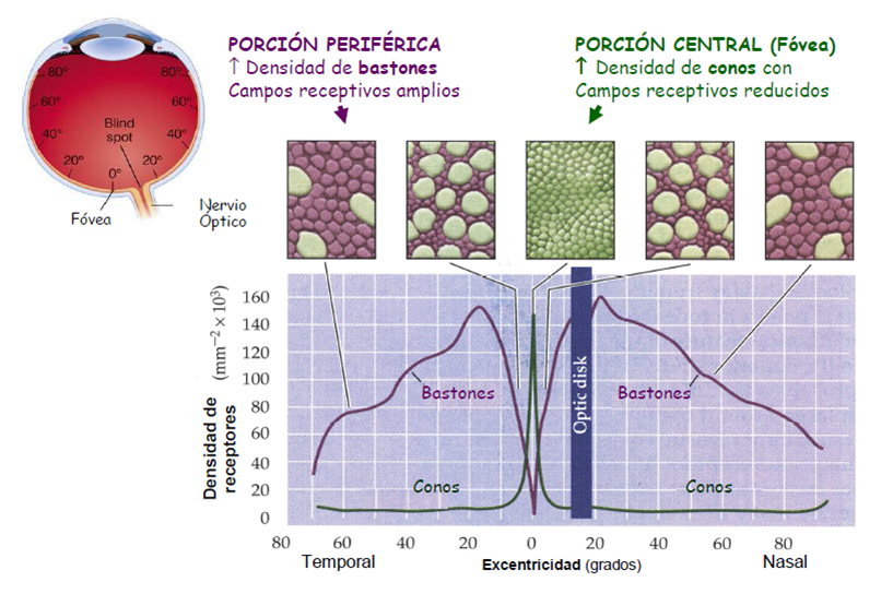 El Buen Presagio: Fisiología del sistema visual