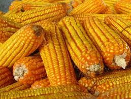 anaklaut: JAGUNG MANIS