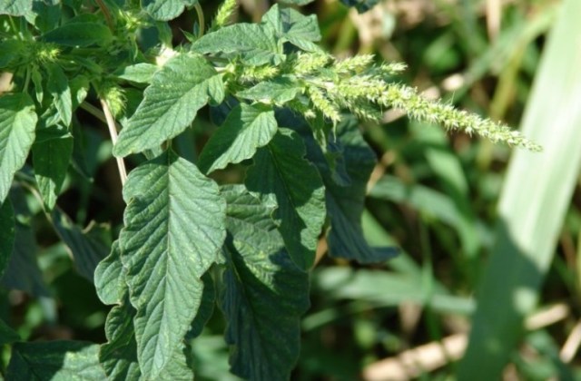 Bayam Duri (Amaranthus Spinosus) - Ciri-Ciri Klasifikasi dan Morfologi ...