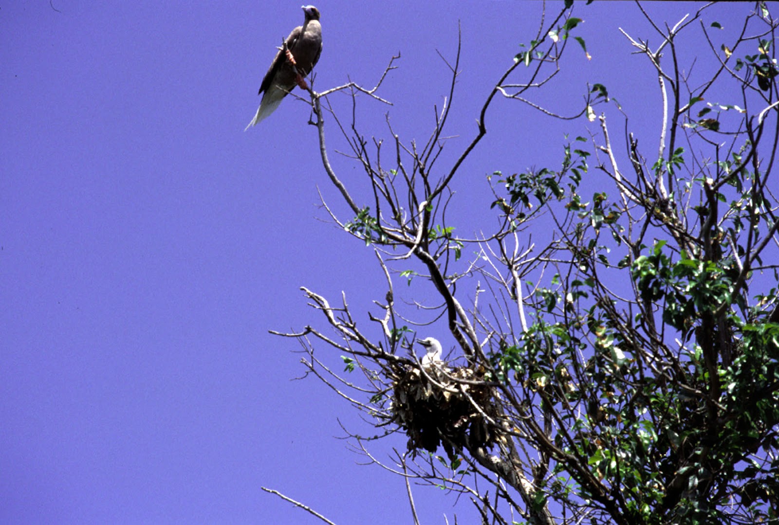 Earth and Space News: Navassa Island National Wildlife Refuge ...