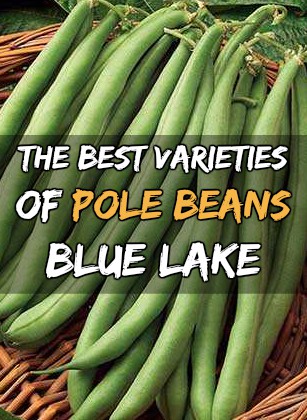 The Best Varieties of Pole Beans to Grow in Your Garden | Grow Your Own ...