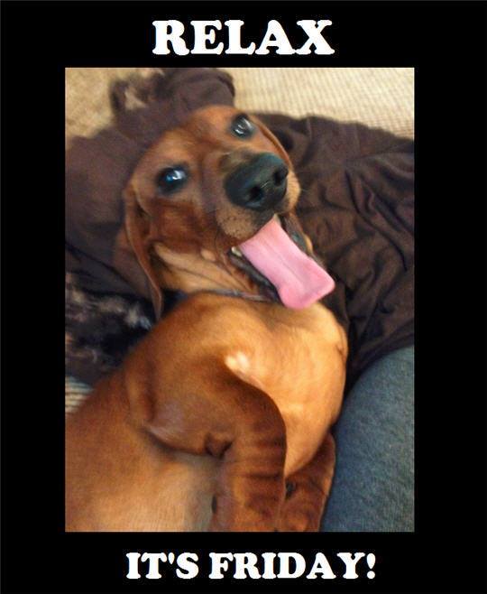 The Dachshund Escapades: FRIDAY HAPPINESS!