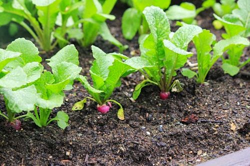 DIÁRIO COM A NATUREZA: 01 DE MAIO - RABANETE - RAIZ TUBEROSA